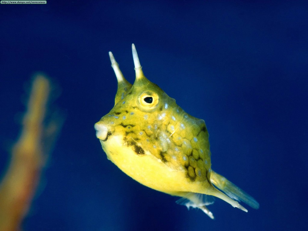 Saltwater Cowfish - Fish Fans